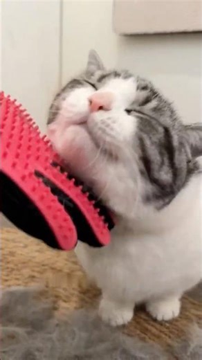 Pet Hair Gone in One Swipe 🐾✨ #dhgate #dhgatefinds #coolgadgets