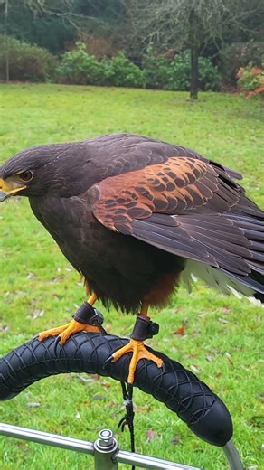 HARRIS HAWK SOUNDS