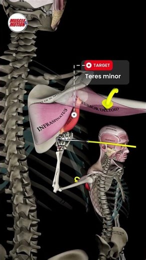 📚 Shoulder External Rotation at 0° vs. 90°