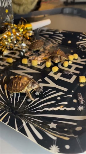 Adrian Eastern Box Turtle on Instagram: "New Year’s Party? Yeah… my turtles only showed up for the buffet 😆🐢 Eat. Celebrate. Repeat. That’s the eastern box turtle lifestyle 🎉 Wishing everyone an amazing New Year from my eastern box turtle family 🐢🎉 They celebrated the best way possible… by eating nonstop 😆 Thank you for the love and support this year. More turtles, more smiles, more fun in 2026! ❤️ #EasternBoxTurtle #BoxTurtle #TurtleLife #TurtleLovers #ReptileLife #ReptileCommunity #PetRe