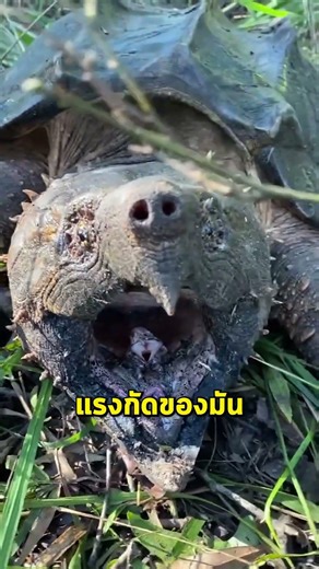 Alligator snapping turtle: A living trap! A worm-like tongue tricks its prey!