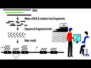 Principle and Steps of RNA Sequencing