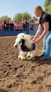 What kinda Horse or Dog is this? A Mini Horse? #equestrian #babyboomer #countrylifestyle #minihorse #ranchlife #cuteanimals #adorable #cuteness | Cute Mini Pets