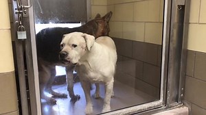 4.1K views · 53 reactions | Euthanized 11/1/18  RUSH IS...
