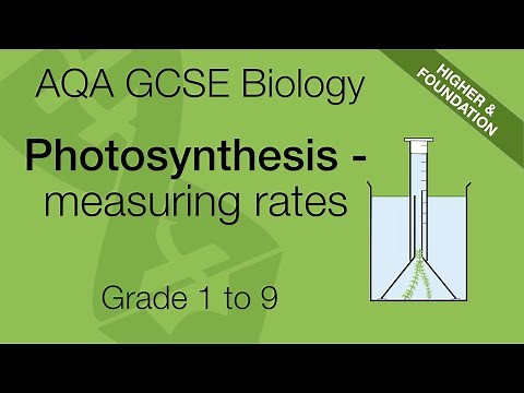 AQA GCSE Biology: Measuring Rates for Photosynthesis |