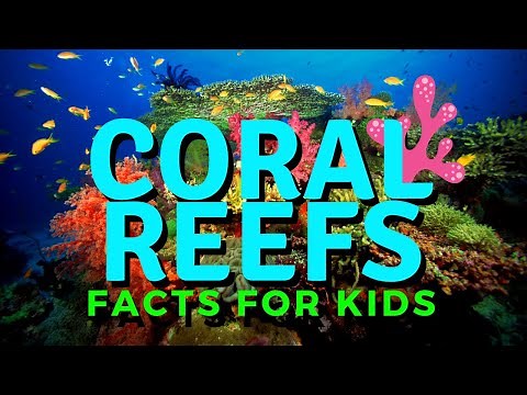 Coral Reef For Kids | Exploring the Coral Reef