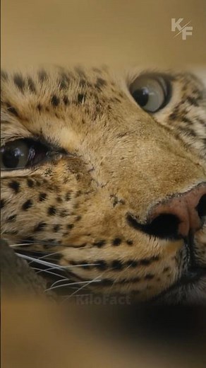 Leopard’s Deadly Ambush: A Perfect Hunting Tactic in Action