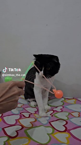 throwback#simbaathecat#viraltiktok #viral #fyp #foryoupage #catsoftiktok #kittensoftiktok #dubaicatlover #catslovers