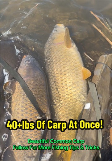 Learn how to catch beautiful carp like these by following for more free tips and fishing tricks! 👌 #fishing #fishingtrip #carpfishing #carplife #carping #wildlife #nature #outdoors #fypシ゚ #carpbait #howtomakecarpbait #catchingcarp #howto