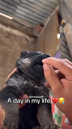 1.2K views · 61 reactions | Daily vlog of my borin life  | Medazelli Automatic | Facebook