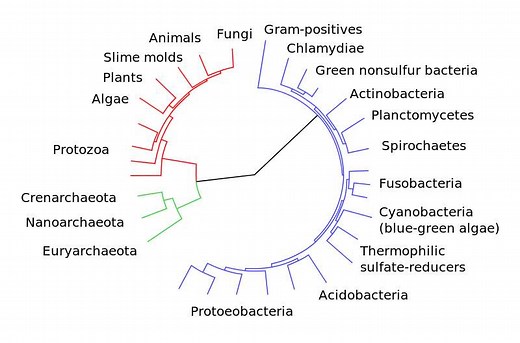 Définition | Phylogénie : qu'est-ce que c'est ? | Futura planète
