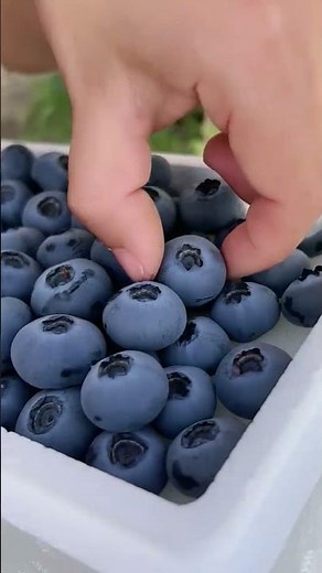 Agricultural Harvest - Blueberry Picking