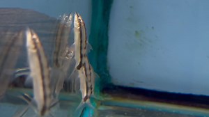 2.4K views | SNAIL TERMINATORS these dwarf chain loaches stay small and eat all your pest snails  Best kept in groups! | MarinePlus | Facebook