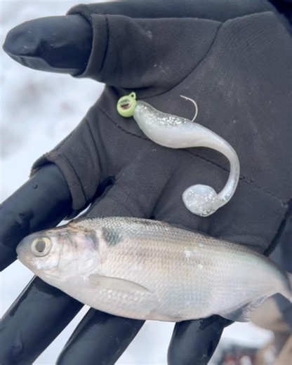 Catching more fish isn’t just about the right gear—it’s about knowing the "menu." To bring more fish to the net, your presentation needs to mimic what they’re actually hunting. Whether it’s shad, smelt, gobies, or eggs, you have to adapt. Stickbaits & Spinners: Perfect for mimicking baitfish like shad and smelt. Flies & Beads: The go-to for matching insects and eggs. Always keep an eye on the water and the shoreline. If you see what the fish are chasing, you’ve already won half the battle. What’