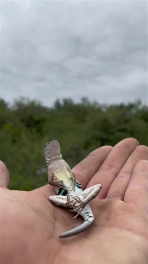 Gentle Encounter with a Baby Monitor Lizard