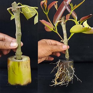128K views · 4.4K reactions | How to grow Jamun (Black Plum) plant from cutting in Banana Tree Trunk | Rana Craft | Facebook