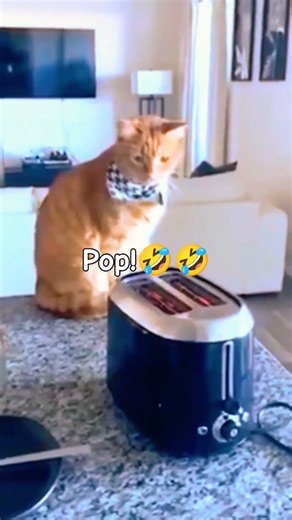 Non-Stop Funny Cat Compilation🤣#shorts #funnypets #lol #funnyanimals #catlovers #cat