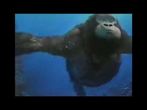monke swim [check pinned]