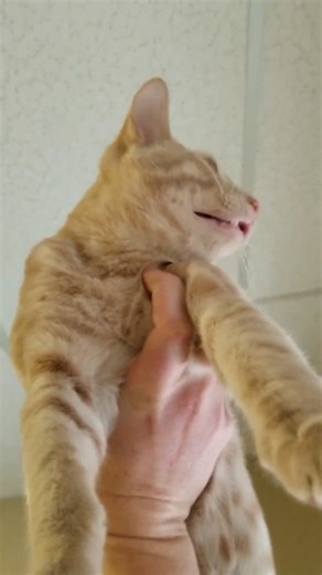 145K views · 5.1K reactions | peeing on the floor is funny #talkingcat #puppet #funnycat #voiceover #weird #funnyanimals | Doug the business cat | Facebook