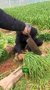 This blade assembly uses leverage, not brute force. | Salud Studio