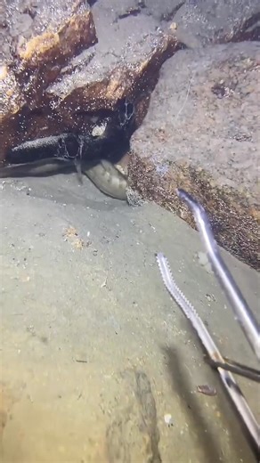 Long long eel #fishing #deepsea #nemo #eels #diving #crab #lobster | Catch the Sea