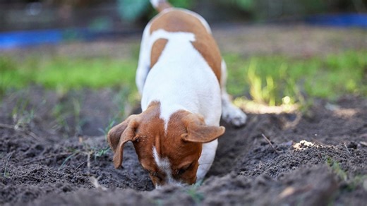 How do you get a dog to stop digging your garden?