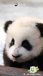 Ya Song is scanning the crowd: who dares resist my charm? #HiPanda #PandaMoment #ChengduPandaBase #PandaFun For more panda information, please check out: https://en.ipanda.com | iPanda