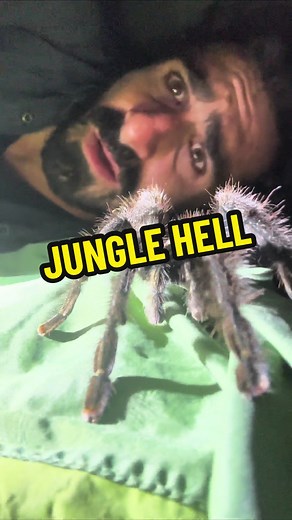 Surviving Insect Infestation in the Amazon Jungle