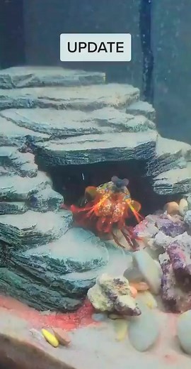 1.7K views · 39 reactions | Hope all turns out well with Rex .#mantisshrimp #permitonfly #permit #flytying #bonefishflies #permitflies #saltwaterflyfishing #flyfishing #bonefishonfly #crabflies #streamartdesigns #bonefish #tarpon #tarpononfly #tarponflies #saltwaterflies #streamartcompany #flatsfishing #catchandrelease #flyfishingtravel #omanicrab #snookonfly #crabyflex #shrimpflies #triggerfishflies #snookflies #bandidocrab #shrimp #nanocrab #macro | Mantis Shrimp | Facebook