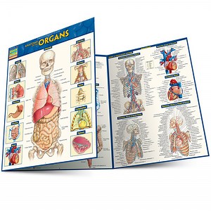 QuickStudy | Anatomy of the Organs Laminated Study Guide