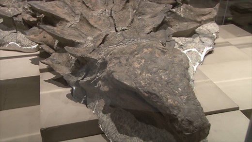 Miners in Canada came across what is considered to be the best preserved fossil of its kind. Meet the nodosaur, a plant-eating armored dinosaur. | National Geographic