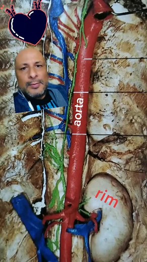 Human Anatomy Model: Exploring the Limb Structure