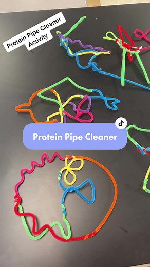 Protein Pipe Cleaner Activity for AP Biology