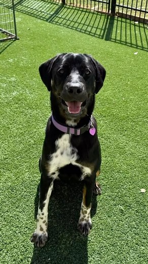 32 reactions · 13 shares | Meet Thelma. She is an 9 month old...