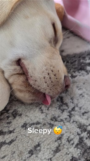 Buddy's different moods. #happy #sad #goofy #grumpy #sleepy