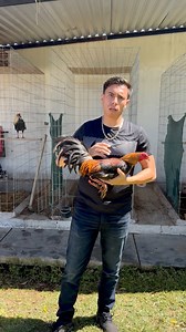 143K views · 5.4K reactions | 1// Asil Atkinson - 1/2 Sweter de Brian Corkren … puestos 15  | Granja Limon | Facebook