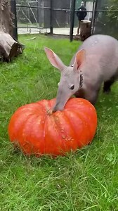 10M views · 73K reactions | Tilli the aardvark has her amazing sniffer going while she inspects keeper Brynn’s homegrown, 53-pound Cinderella pumpkin!  Tilli’s care team punctured holes in the giant pumpkin and filled with yogurt for a special Zoo Boo treat. Zoo Boo fun continues tomorrow: pdza.org/zooboo : Keeper Alex | Point Defiance Zoo & Aquarium | Facebook