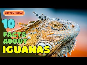 Top 10 Fascinating Facts About Iguanas 🦎