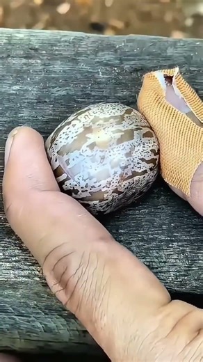 Processing very strong rubber seeds for practical use