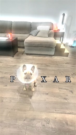 10K views · 387 reactions | The new Pixar intro is a bit derpy… #pixar #animation #frenchbulldog #dogparents | somefrenchienamedapollo | Facebook