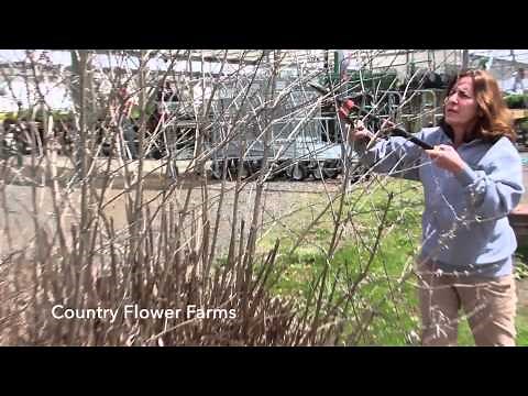 How to Cut Back Your Butterfly Bush in Early Spring