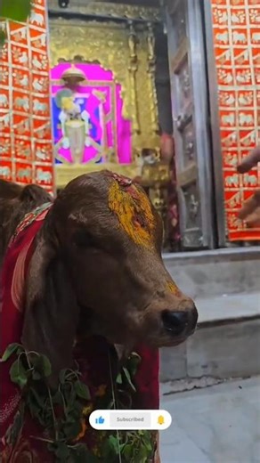 Dwarkadhish temple🙏#viral #shorts #trending #ytshorts #youtubeshorts #temple #foryou #siyaranavlog