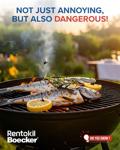 Did you know⁉️ Flies can vomit on your food before eating it? 🪰🤢 Yes — houseflies can’t chew, so they vomit digestive enzymes onto your food to break it down… then slurp it back up. That means any surface they land on could be covered in germs from everything they’ve touched before — trash, feces, or decaying matter. 😷 Don’t let flies serve the first bite. 🛑 Protect your space from dangerous contamination. #RentokilBoecker #LiveWithNoDoubt | Rentokil Boecker