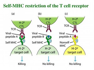 Self-MHC restriction of the T cell receptor - SlideServe