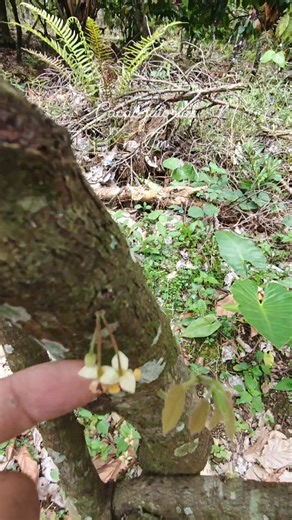 Cacao cross-pollination 🌸 means the transfer of pollen from the flower of one cacao tree to the flower of another tree of the same species — this process helps form pods and good-quality seeds. 🌿 Why cross-pollination is important Most cacao trees are self-incompatible, so they cannot fertilize themselves. Cross-pollination increases: ✅ Pod set (more fruits) ✅ Seed quality ✅ Genetic diversity ✅ Tree vigor and yield 🐝 Who does the pollination The main pollinators are tiny midges (small flies) 