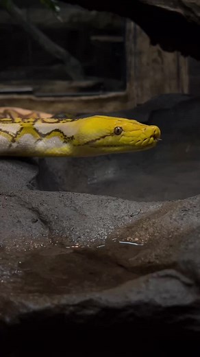 What a beauty  #snakebreedr #snakeworld #snakesome #snackideas #snakeriver | Perfect World | Facebook