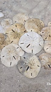 Drop a 💙 if you love Sand Dollars! There have been so many shells lately on Florida beaches! Will you be beach combing soon? 😍 #shelling #sanddollars #sanddollar #floridabeaches #Shells🐚 #theseashellmermaid #beachfinds | The Seashell Mermaid