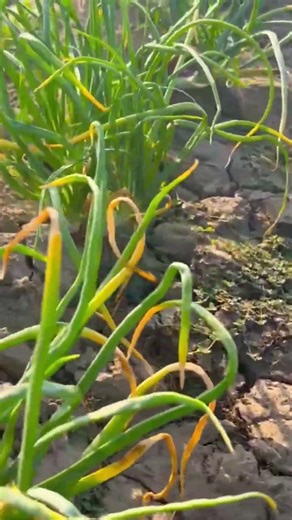 Onion bulb kheti #farmingshort #shorts #villagelife #kissanekta