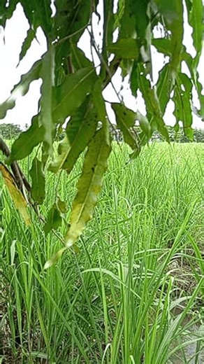 clip-3969206065-leaves-growing-on-trunk-false-ashoka-tree