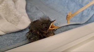 Say hello to our first baby garden bird of the season. This nestling Robin was found with its 2 deceased siblings in we believe an abandoned nest. A little dehydrated when they arrived but now doing doing very well and preferring to hop put of their nesting! It won't be long before we have plenty more to keep him company! | East Sussex WRAS